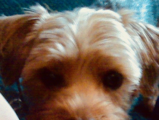 mutt love – RTHK's Miss Adventure 香港電台冒險小姐