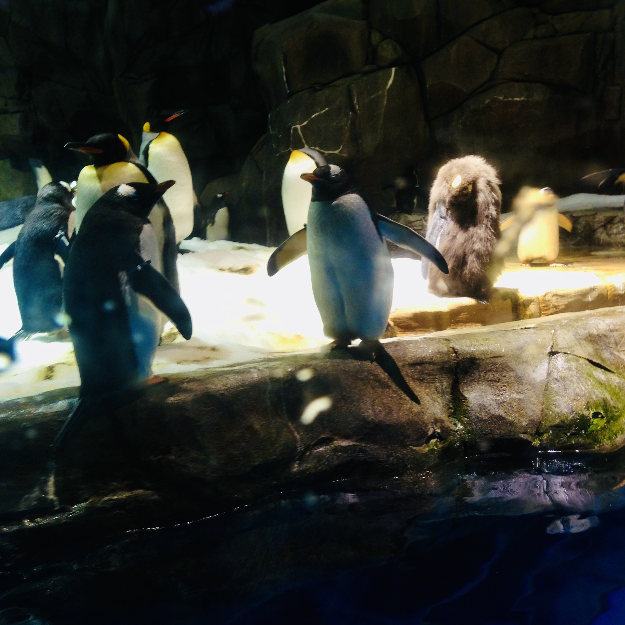 Penguins at Ocean Park – RTHK's Miss Adventure 香港電台冒險小姐
